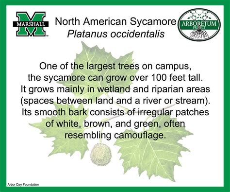 North American Sycamore Marshall University Arboretum Project
