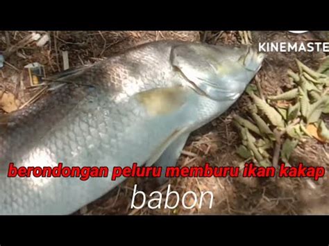 Berondongan Peluru Memburu Ikan Kakap Wa Mull Channel Maser Losari