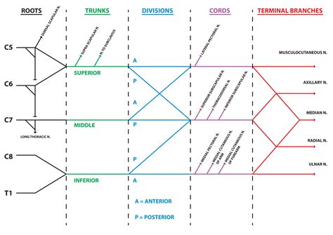 Upper Limb Nerve Lesions Part 1 The Brachial Plexus