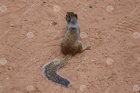 Close Up View Of Wild Cute Squirrel On Zion Canyon Lookout In Zion