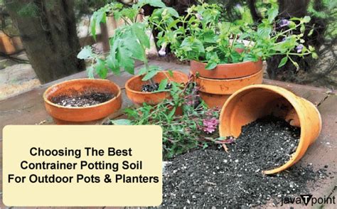 Container Gardening Tips For Beginners Tpoint Tech