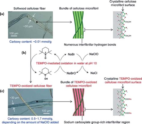 A Sem Image And Illustration Of Softwood Cellulose Microfibril