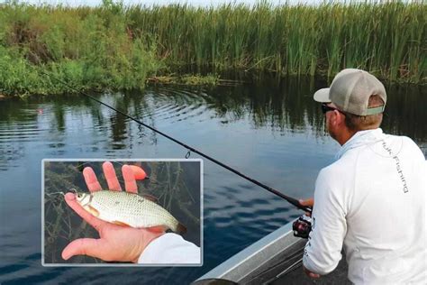 Unlock Classic Shiner Tactics To Catch The Biggest Bass Florida Sportsman