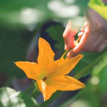 Vegetable Gardening Made Easy Simple Tips Tricks To Grow Your Best