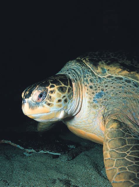 Top Of Mind Myrtle The Turtle