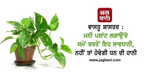ਵਾਸਤੂ ਸ਼ਾਸਤਰ ਮਨੀ ਪਲਾਂਟ ਲਗਾਉਂਦੇ ਸਮੇਂ ਵਰਤੋਂ ਇਹ ਸਾਵਧਾਨੀ ਨਹੀਂ ਤਾਂ ਹੋਵੇਗੀ