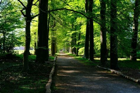 What Is The Difference Between Xylem Vessels And Tracheids