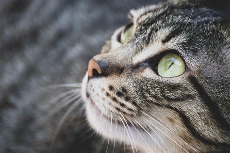 50000 多张免费的“猫猫图片”和“猫”照片 Pixabay