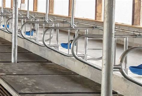 Durable Tie Stalls For Sale Tie Stall Milking Systems