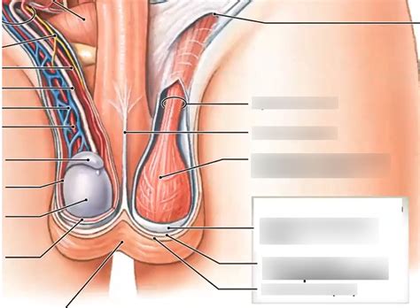 Scrotum Diagram Quizlet