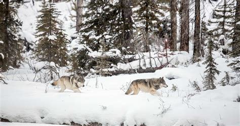 Five Years Following A Wild Wolf Pack Raincoast