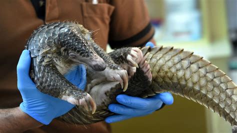 Record Seizure Of Pangolin Scales Made In Singapore World News Sky News