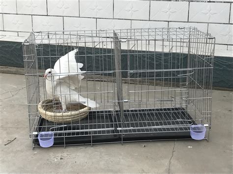 养鸽子用具 用具 第2页 大山谷图库