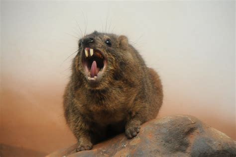 Даман лат Procaviidae фото даманов