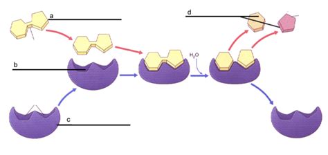 Enzyme Class Set Diagram Quizlet