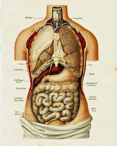 Vintage Medical Anatomy Human Organ Illustration Chart Real Canvas Art