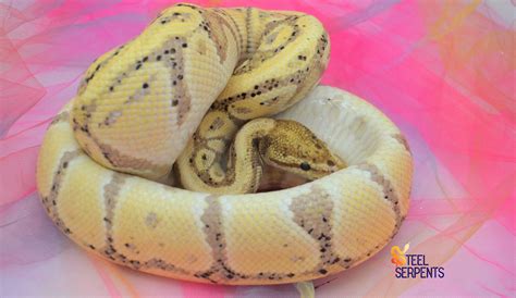More Speckles In Bananas Ball Pythons MorphMarket Reptile Community