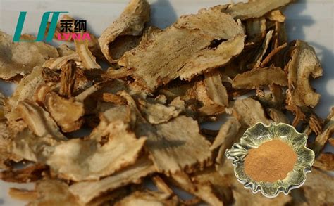 当归提取液 美白减肥化妆品原料提取物厂家西安莱纳生物