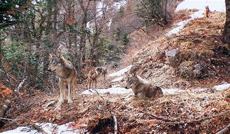 Cinéma Quand On Parle Du Loup
