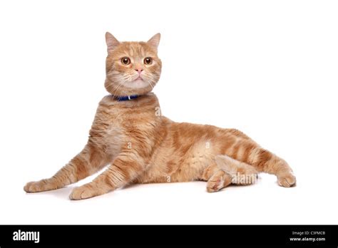 Red Exotic Short Haired Maine Coon Cat In Front Of A White Background