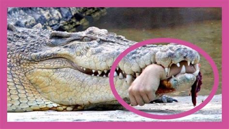 10 САМЫХ ОПАСНЫХ ЖИВОТНЫХ В МИРЕ Youtube