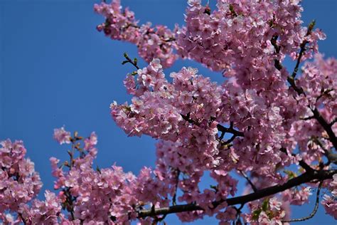 河津桜とメジロ6 Waterfront