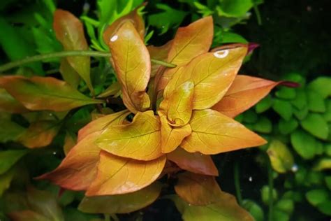 20 Best Background Plants For Aquariums Houseplant Alley