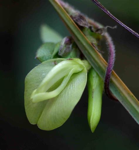 Flora Of Zimbabwe Species Information Individual Images Macrotyloma