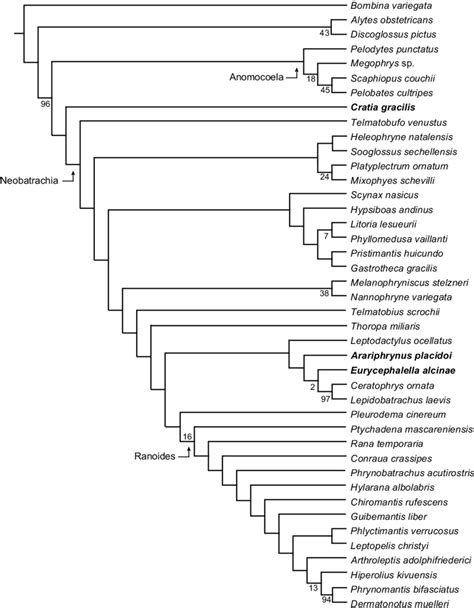 Single Tree Obtained In The Parsimony Analysis Of Matrix Shown In