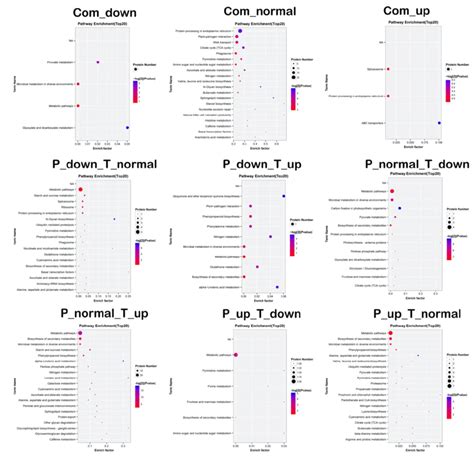 Correlation Analysis Of KEGG Pathway Enrichment Bubble Diagram X Axis