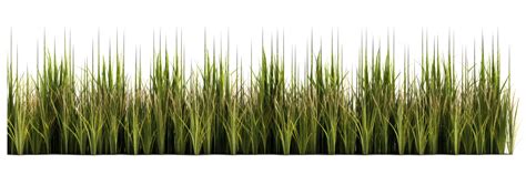 Fresh Spring Green Grass AI Generated PNG