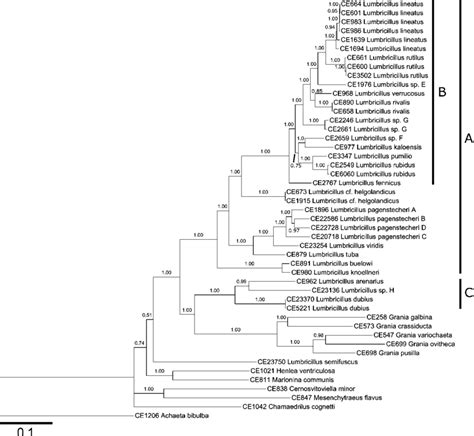 concatenated sequence tree of 12s 16s coi 18s 28s its and h3