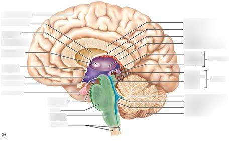 Brain Diagram Quizlet