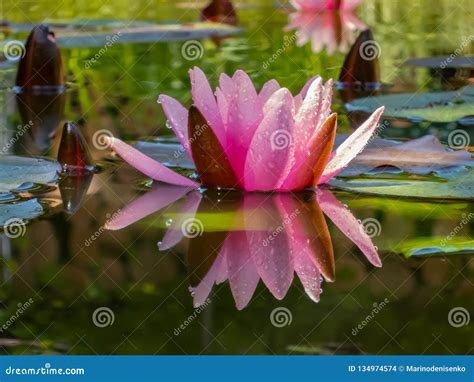 A Beautiful Water Lily Or Lotus Flower Marliacea Rosea With Delicate