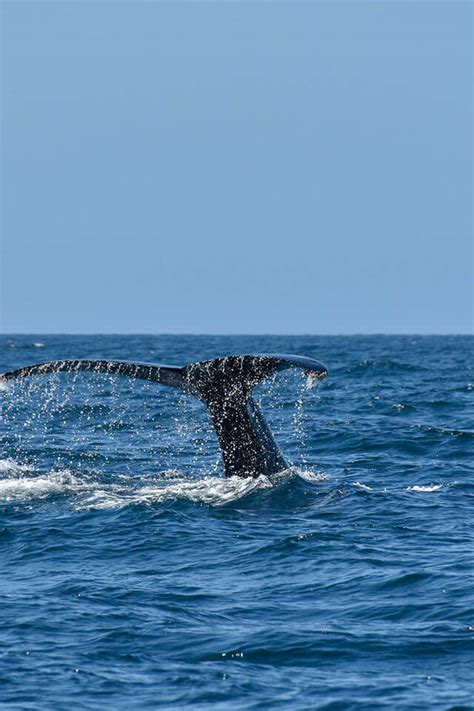 Dana Point Festival Of Whales Visit Dana Point