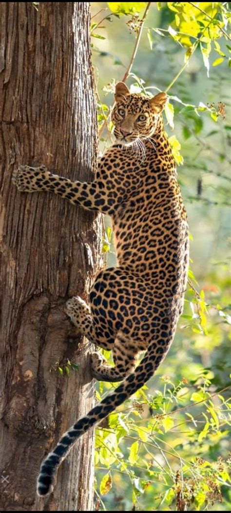 حیوانات وحشی عکس ویسگون