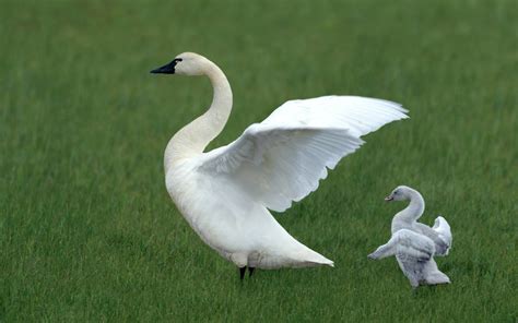 Swan Wallpaper 73 Images