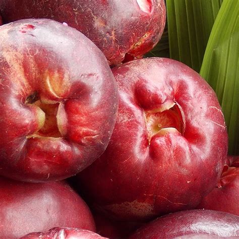 Jambo Vermelho ou Jambo Rosa Plantas Exóticas