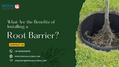 What Are The Benefits Of Installing A Root Barrier