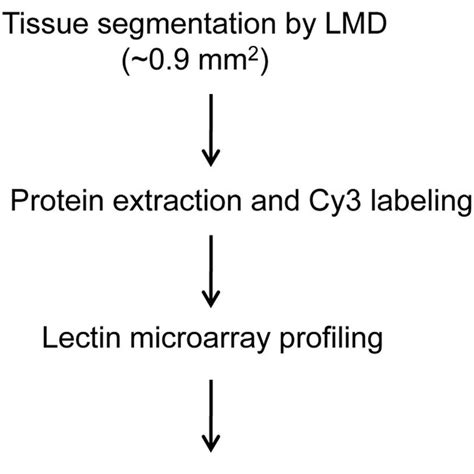 Scheme Of Tissue Glycomic Profiling Using Lmd And Lectin Microarray