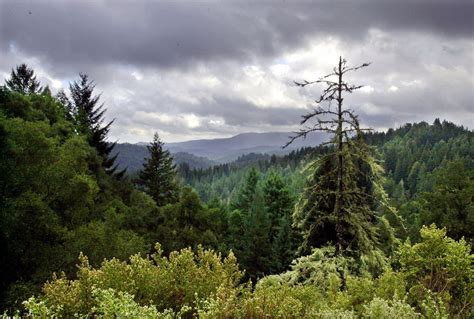 Santa Cruz Mountains Hiker Missing For 10 Days Drank Water From Boot