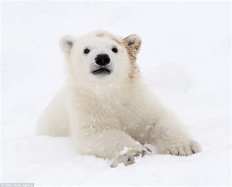 Adorable Polar Bear Cub Plays With Mother In Finland Daily Mail Online