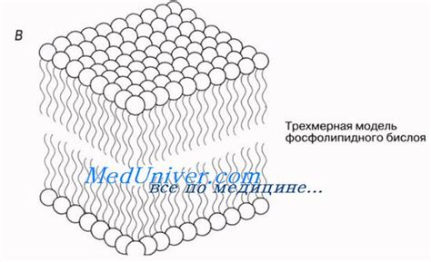 Фосфолипиды клеток. Белки клеток.
