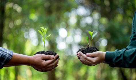 Deciduous Vs Coniferous Understanding The Difference Complete Tree Care