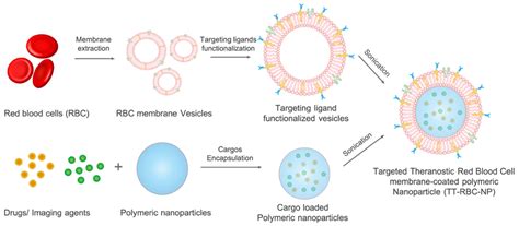 Molecules Free Full Text Biomimetic Targeted Theranostic