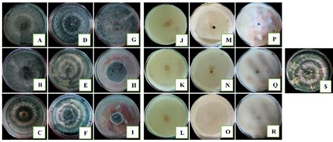 Figure 1 From In Vitro Compatibility Assessment Of Trichoderma Harzianum With Chemical