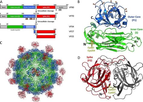 Human Astrovirus An Overview Biology Notes Online