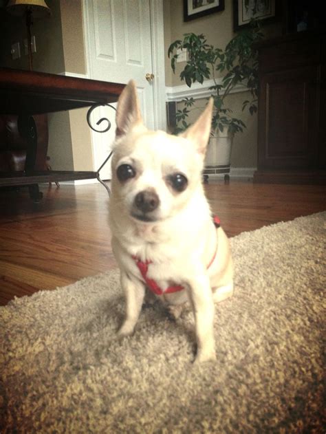 Tessa Jennings Dogs French Bulldog Bulldog