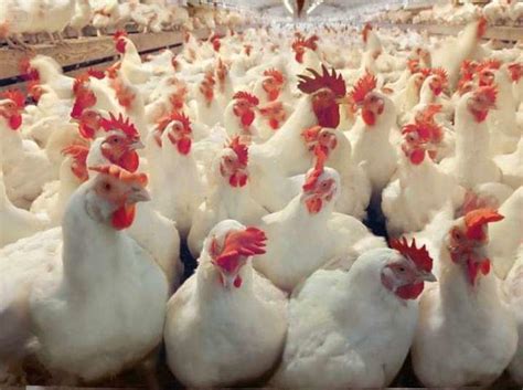 Mil Anuncioscom Gallinas Ponedoras