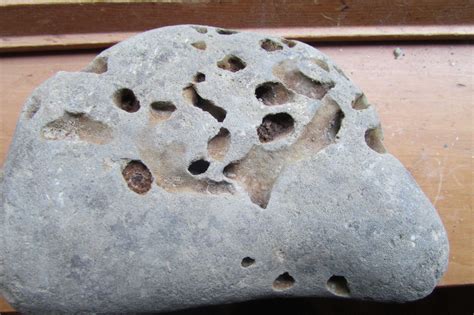 What Kind Of Worm Trail Fossil Is This Fossil Id The Fossil Forum